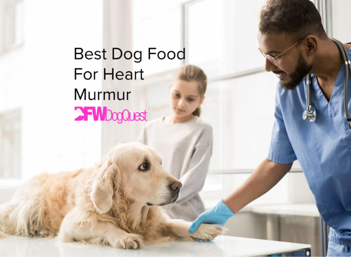 11 Best Dog Food For Heart Murmur